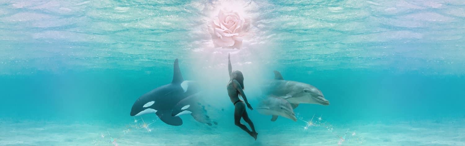 Contact – Heart Flow Energy Medicine